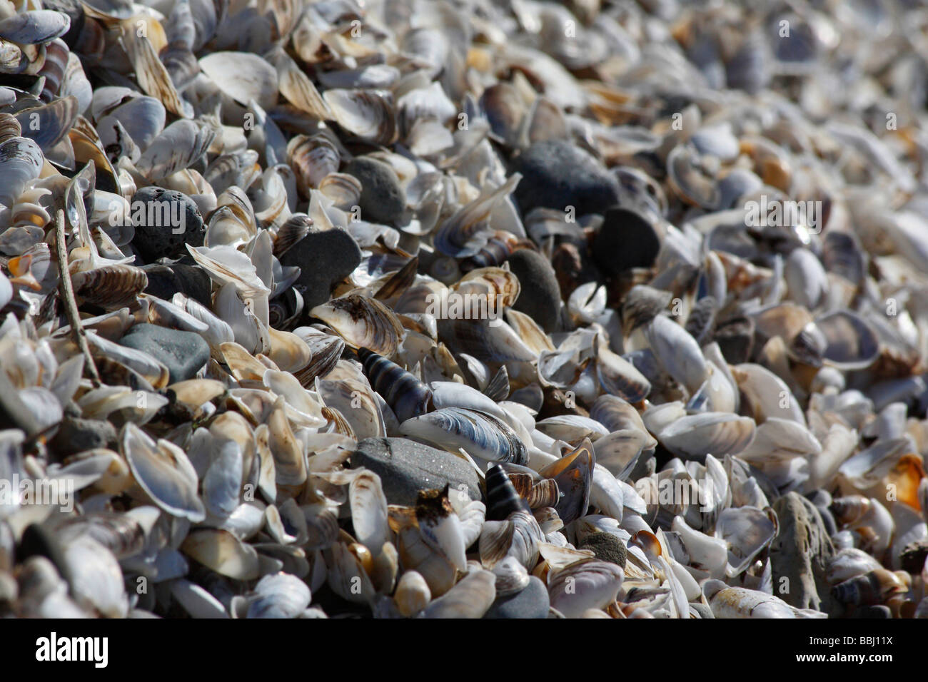 Details nature hi-res stock photography and images - Alamy