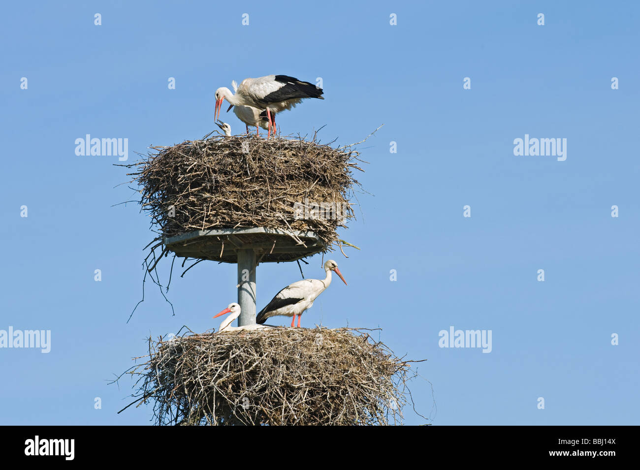 Artificial stork nest hi-res stock photography and images - Alamy