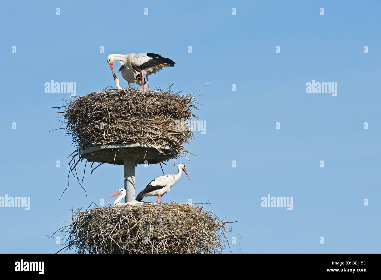 White stork netherlands hi-res stock photography and images - Alamy