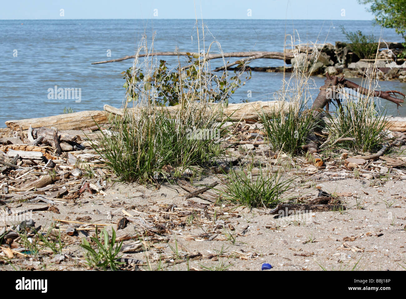 Environmental disaster polluted beach Lake Erie from above overhead top ...