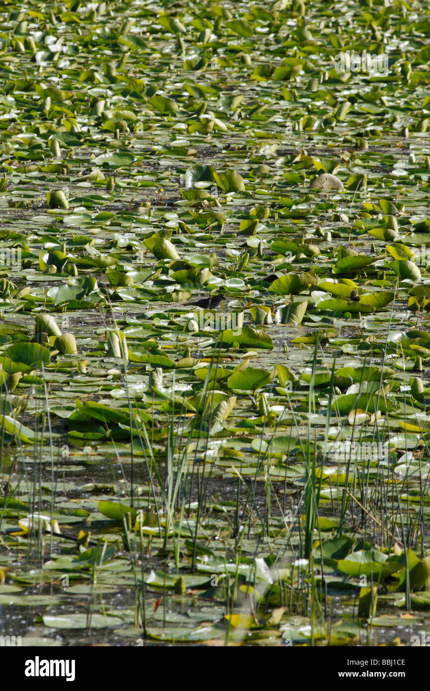 Vegetation hi res hi-res stock photography and images - Alamy