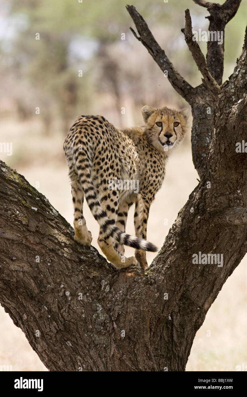 Cheetah standing tanzania hi-res stock photography and images - Alamy