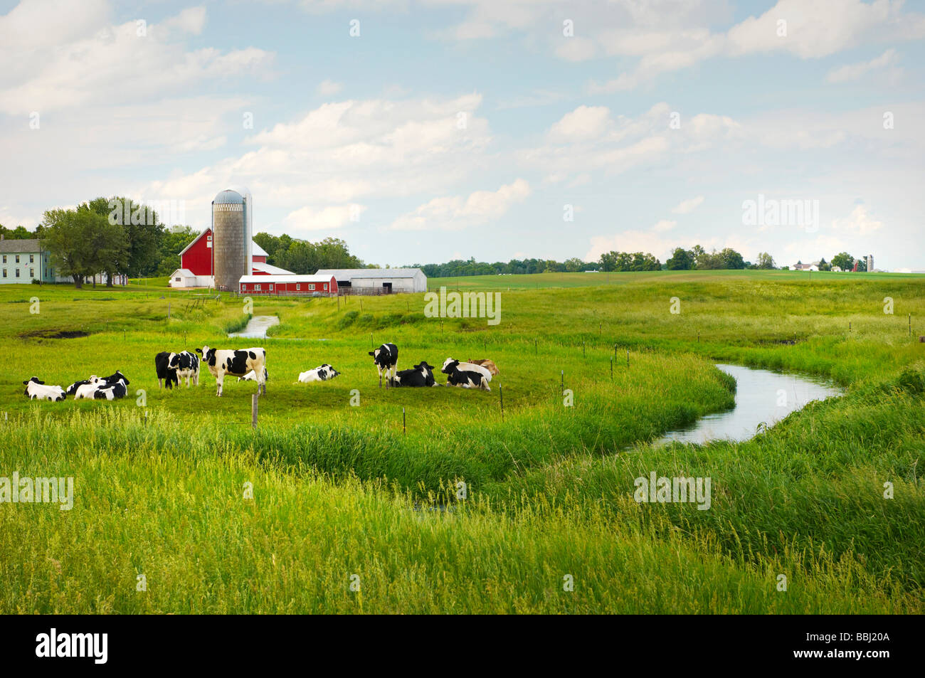 Cows grazing in green pasture with stream and farm in background ...