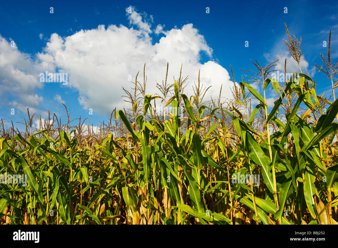 Corn (maize) crop in field Stock Photo - Alamy