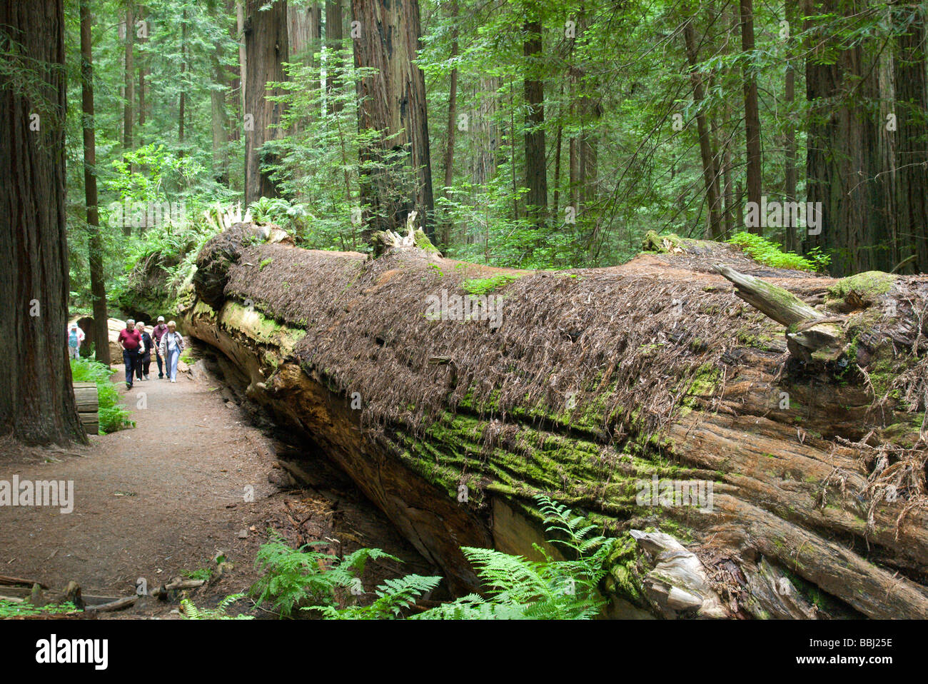 USA California Weott Avenue of the Giants Tourist dwarfed by large ...
