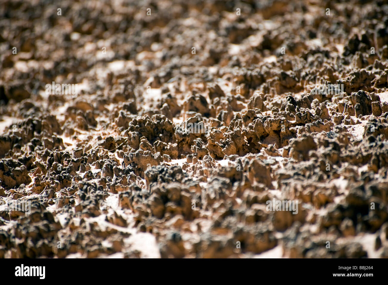 Cryptobiotic soil in Canyonlands National Park, UT Stock Photo - Alamy