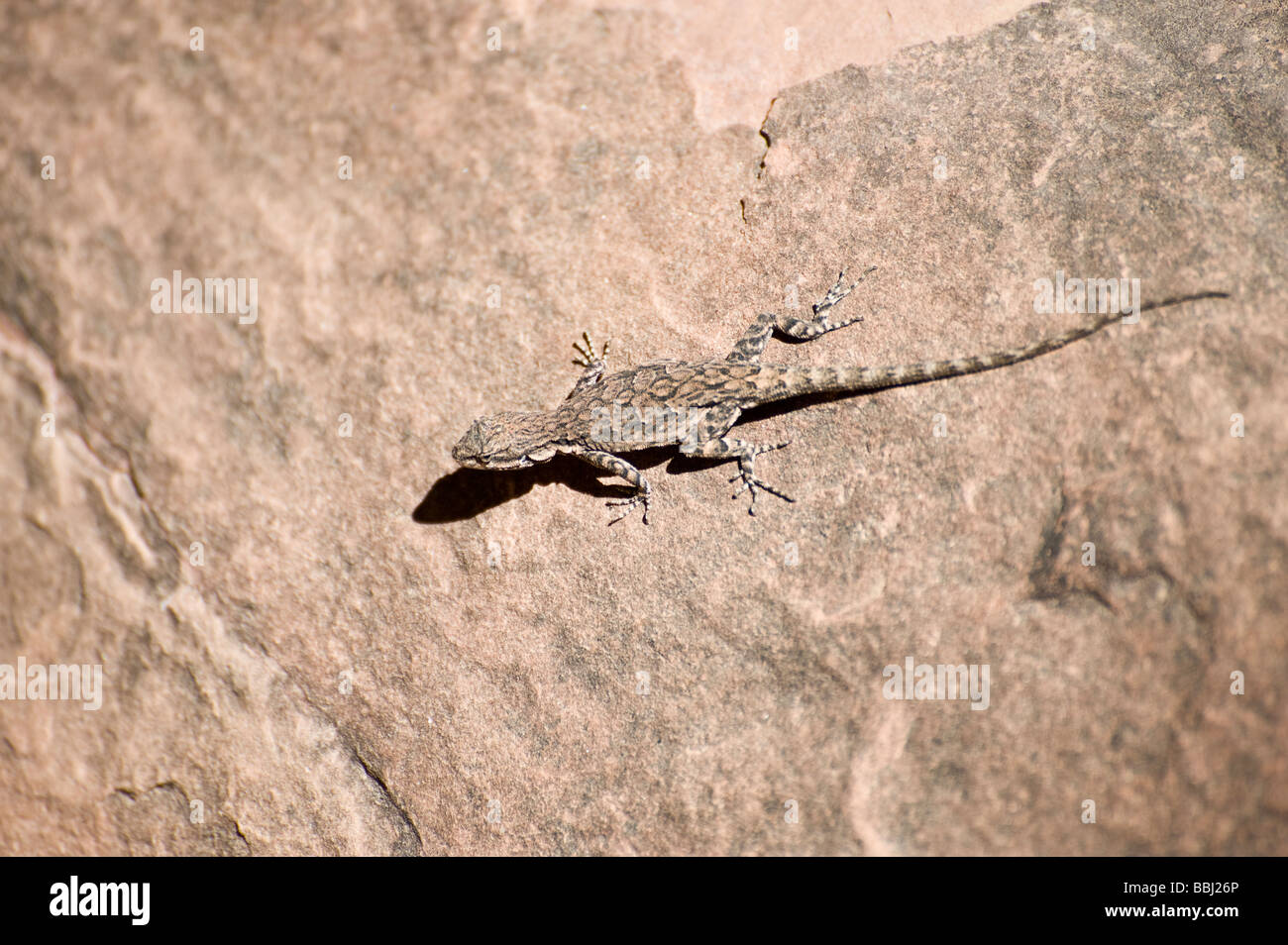 Sideblotched hi-res stock photography and images - Alamy