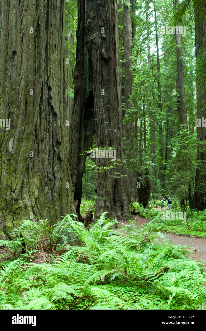 USA California Weott Avenue of the Giants Tourist dwarfed by large ...