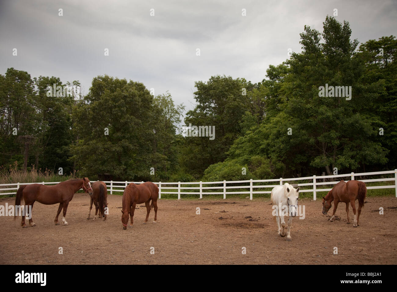 Horse in farm corral hi-res stock photography and images - Alamy