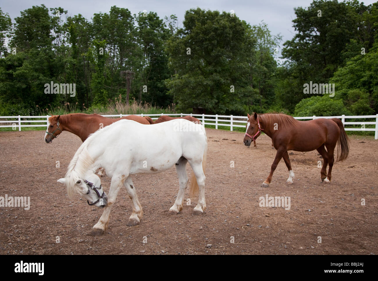 Horses in a corral Stock Photo - Alamy