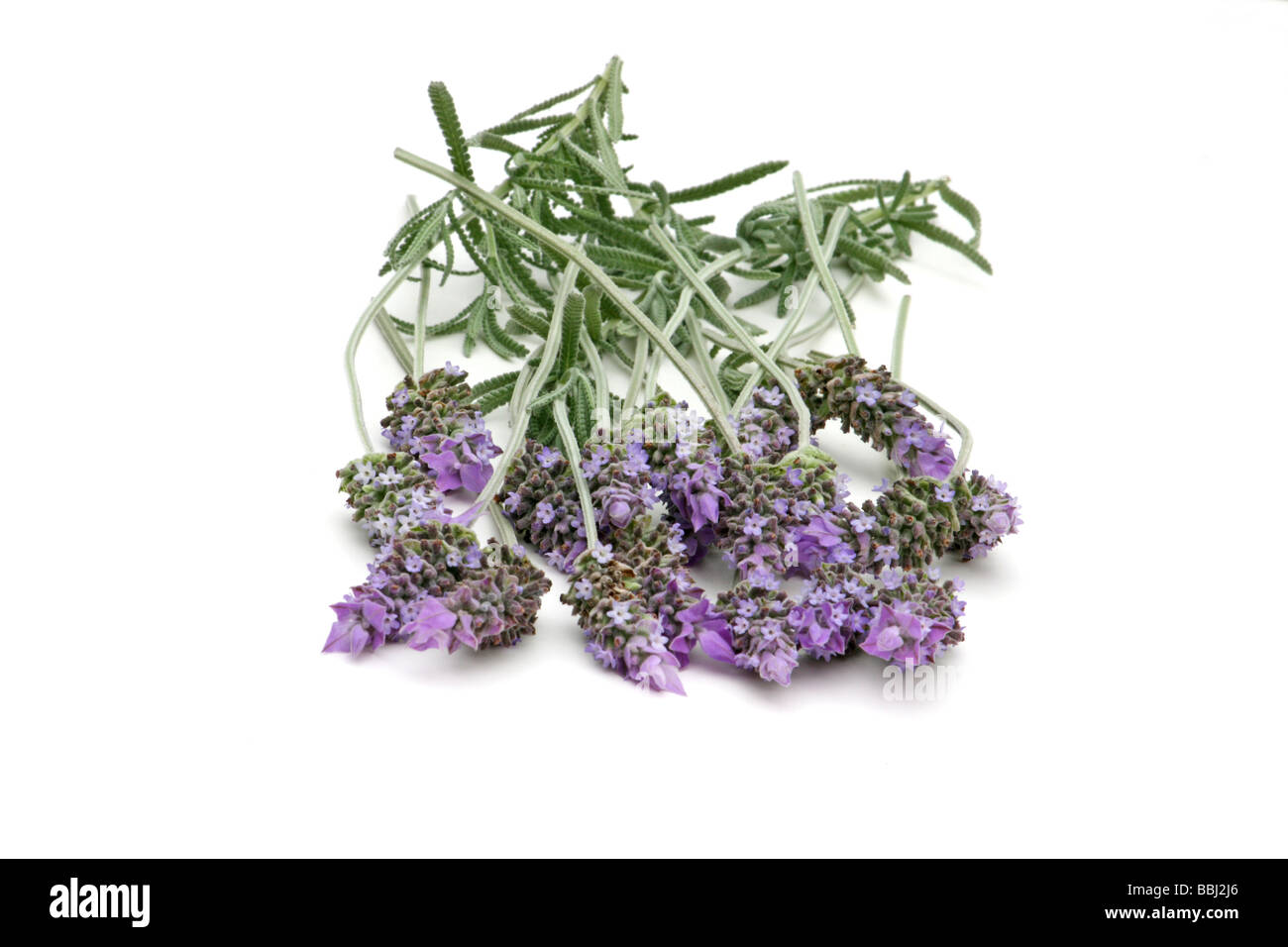 Lavender sprigs on white background Stock Photo - Alamy