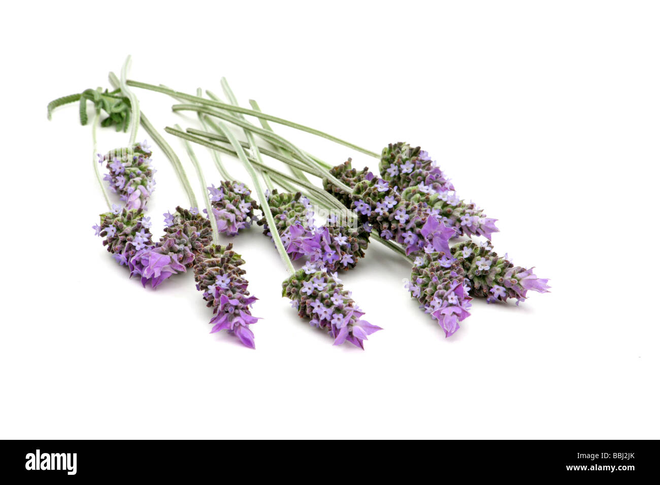 Lavender sprigs on white background Stock Photo - Alamy