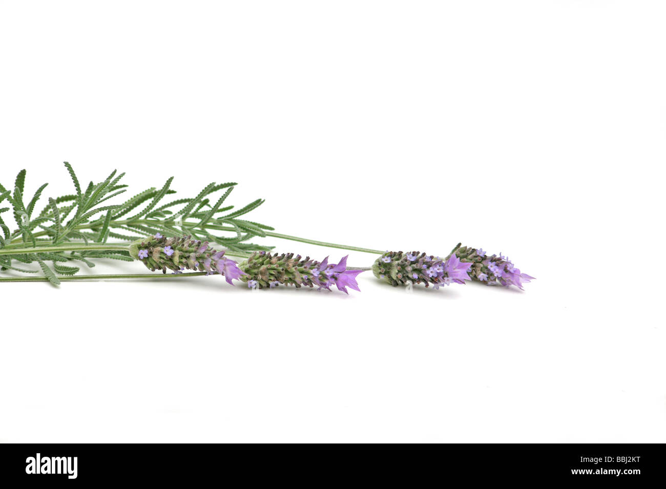 Lavender sprigs on white background Stock Photo - Alamy