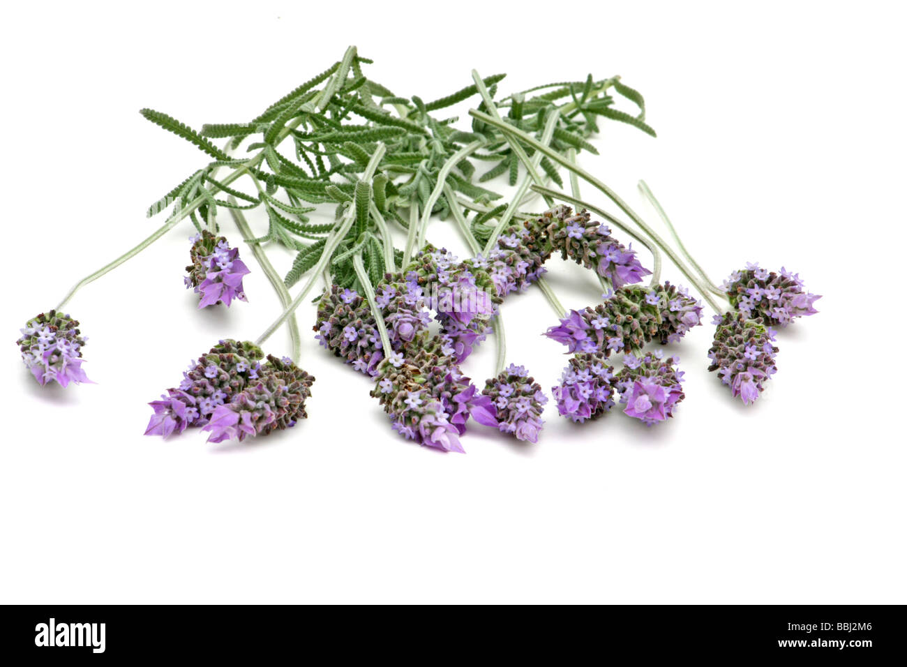 Lavender sprigs on white background Stock Photo - Alamy