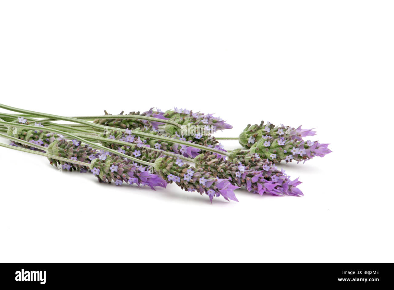 Lavender sprigs on white background Stock Photo - Alamy