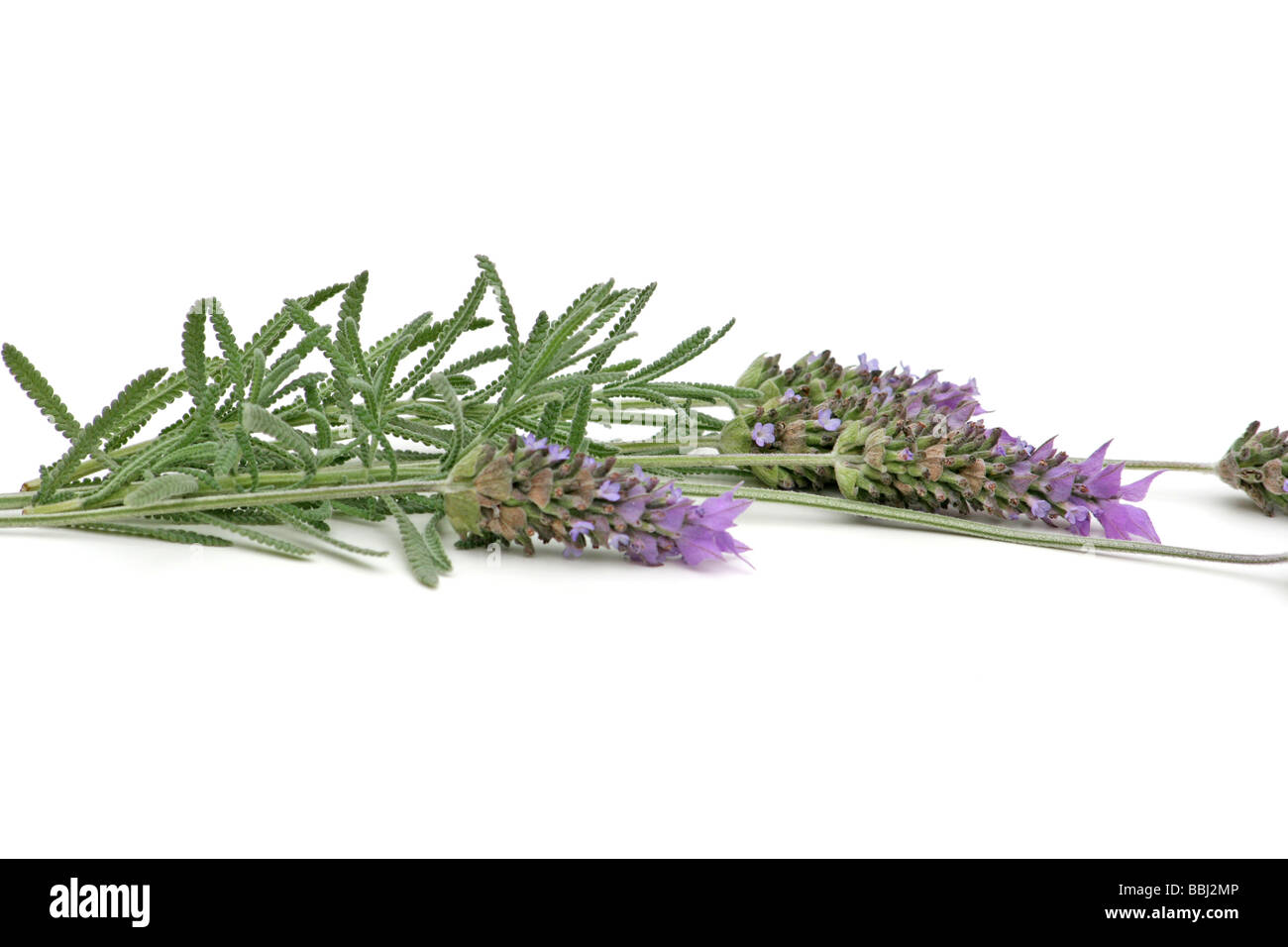 Lavender sprigs on white background Stock Photo - Alamy