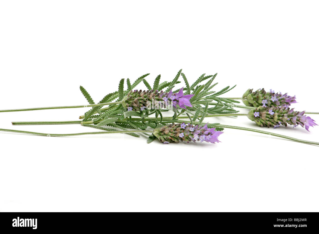 Lavender sprigs on white background Stock Photo - Alamy