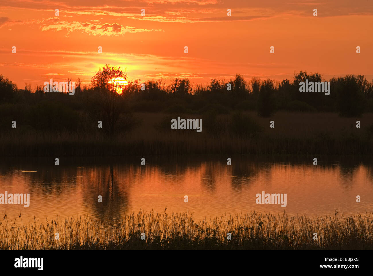 Oostvaardersplassen rewilding reserve hi-res stock photography and ...