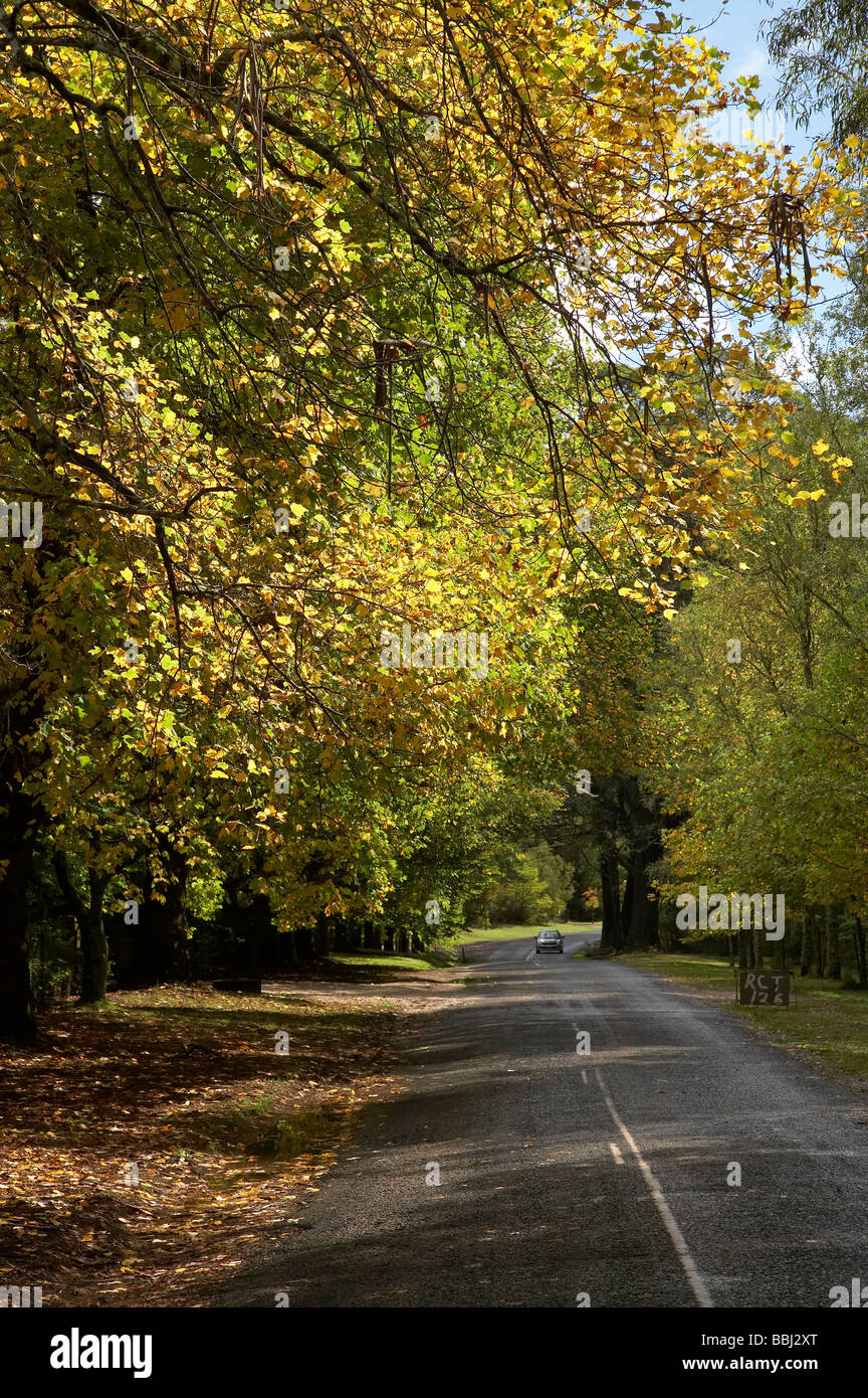 Mt wilson nsw hi-res stock photography and images - Alamy