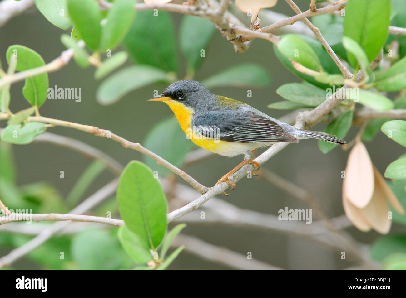 Tropical parula hi-res stock photography and images - Alamy