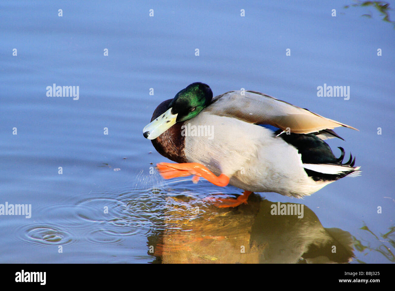 Ente duck 07 Stock Photo - Alamy