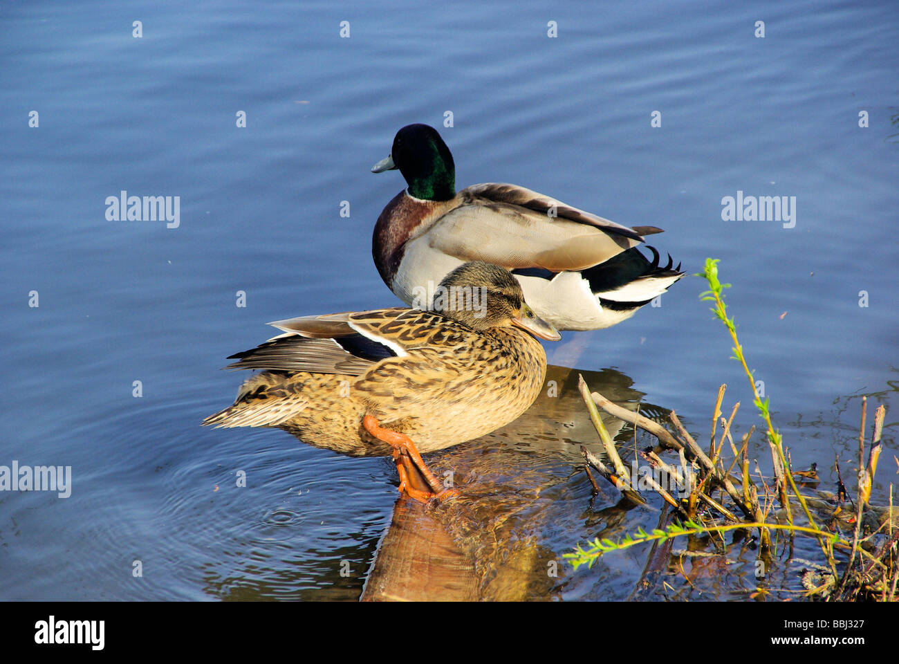 Ente duck 13 Stock Photo - Alamy
