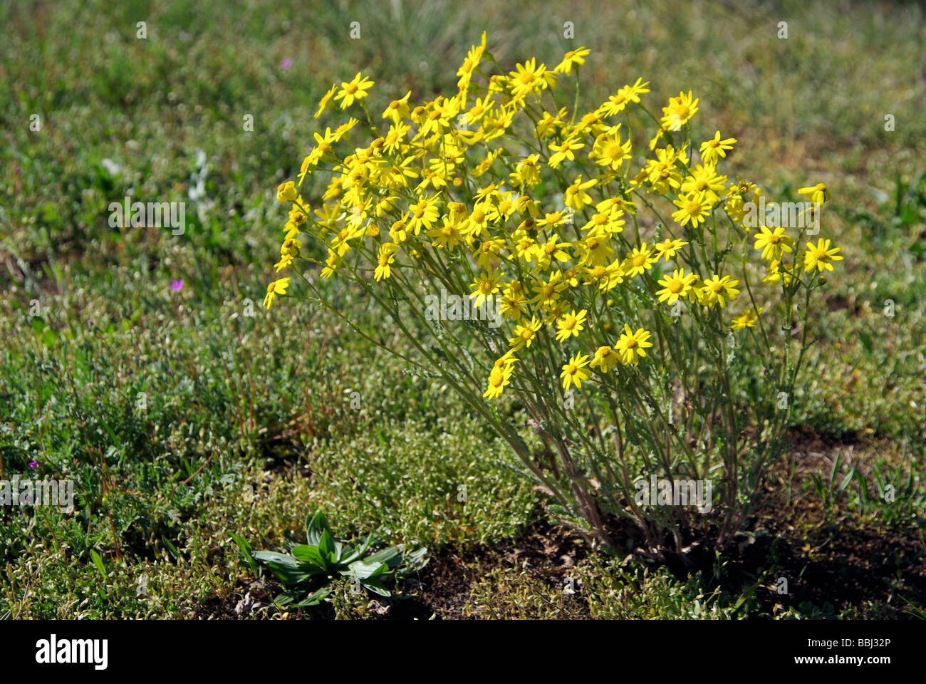 Groundsel High Resolution Stock Photography and Images - Alamy