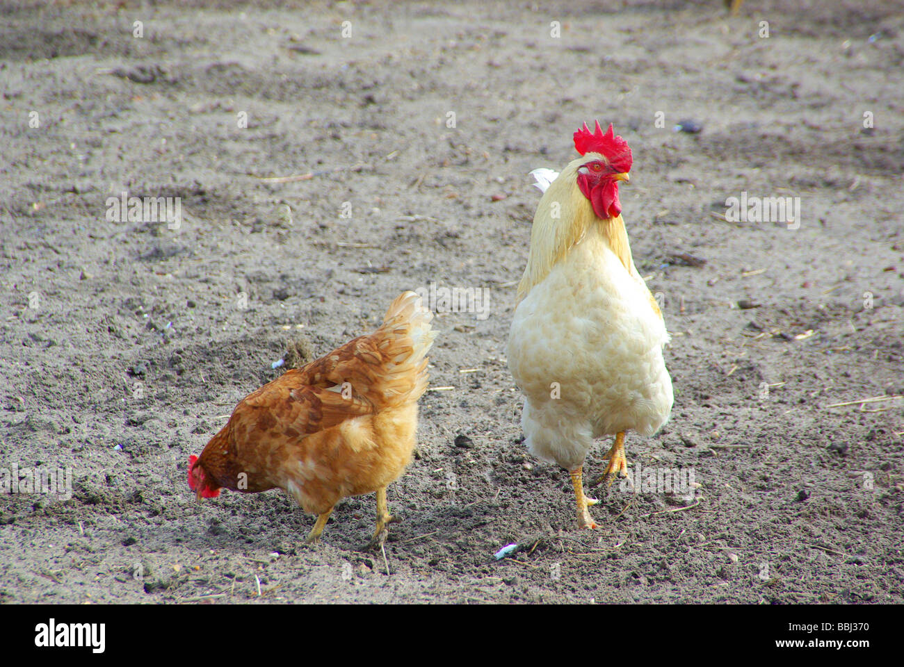 Huhn chicken 11 Stock Photo - Alamy