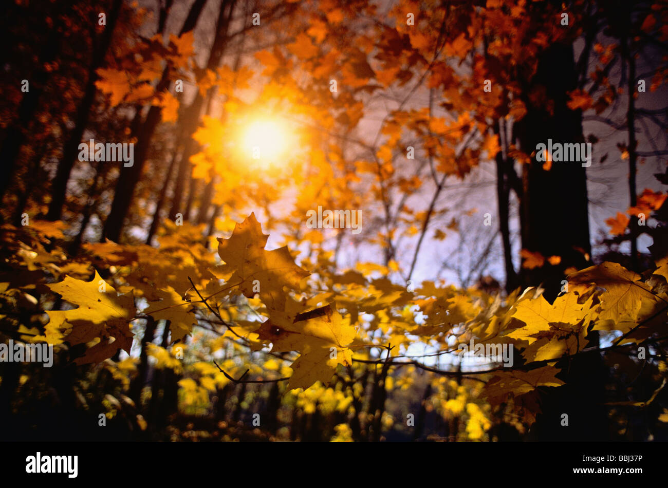 Evening light and maples, C and O Canal National Historic Park Great Falls Maryland Stock Photo ...