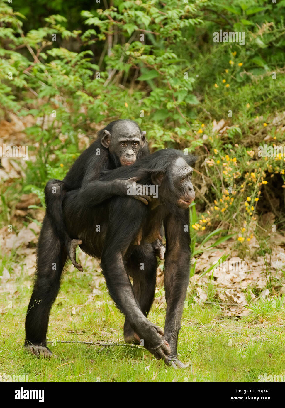 Pygmy family congo hi-res stock photography and images - Alamy