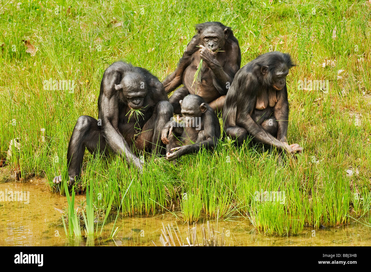 Pygmy family congo hi-res stock photography and images - Alamy