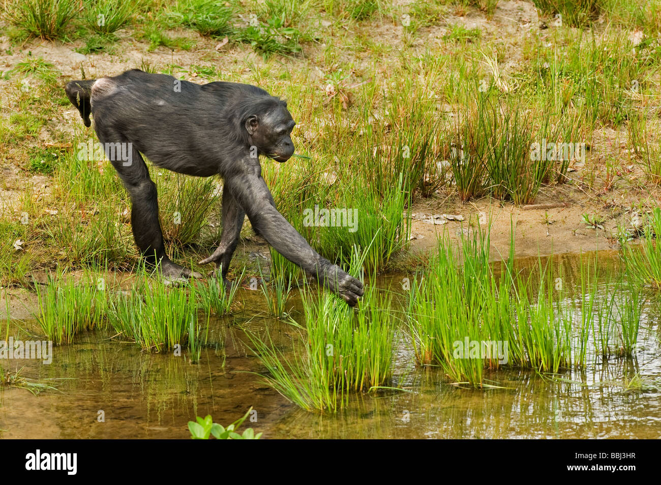 Pygmy family congo hi-res stock photography and images - Alamy