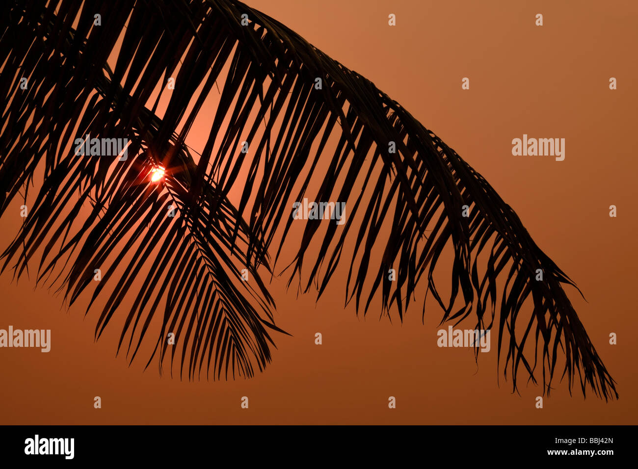 Palm tree close up hi-res stock photography and images - Alamy