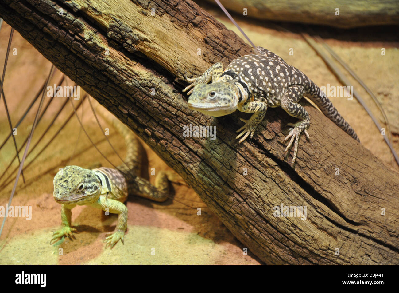 Portrait of 2 Western Collared Lizards Crotaphytus collaris Stock Photo ...
