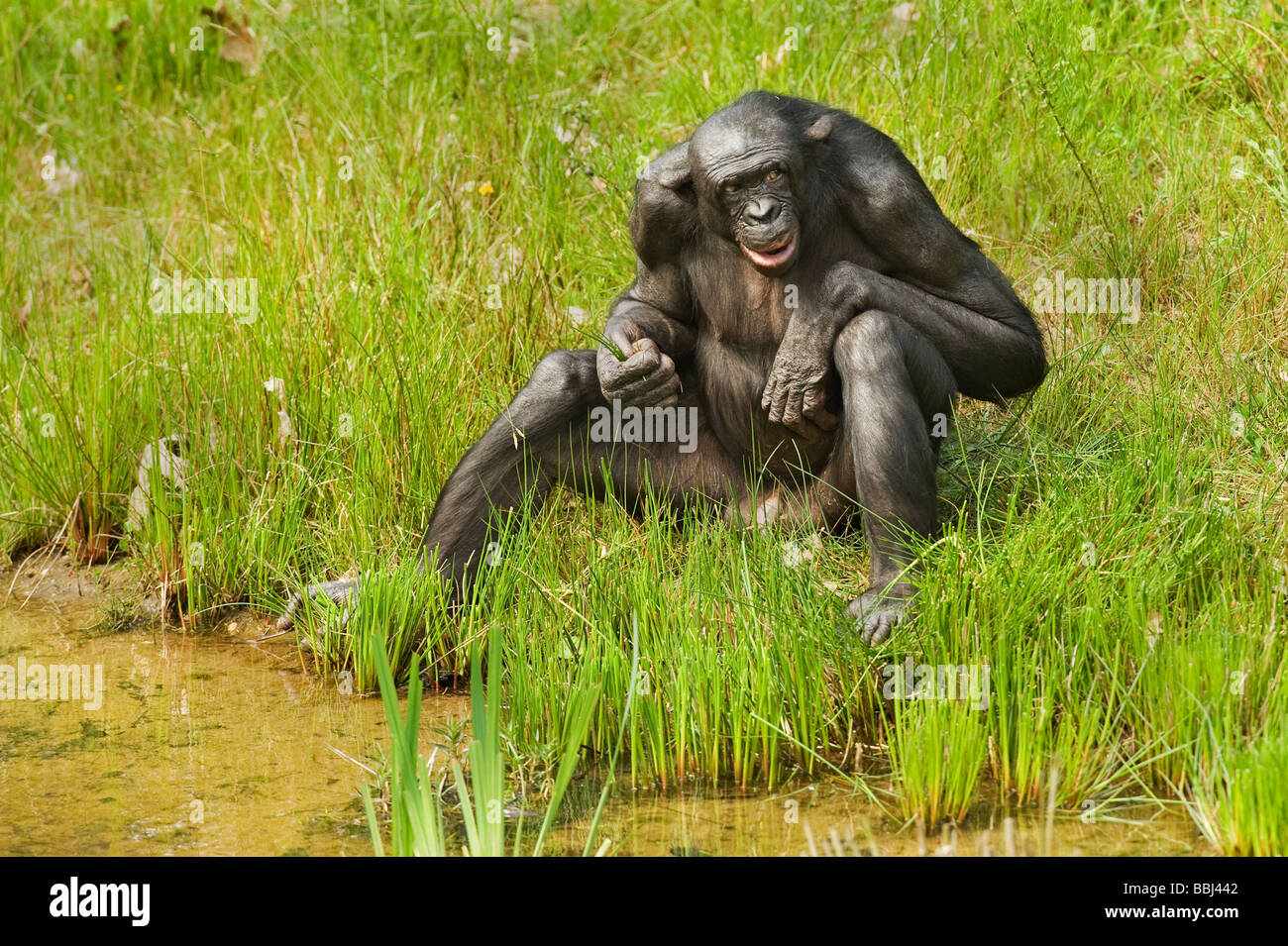 Bonobo Pan paniscus Stock Photo - Alamy