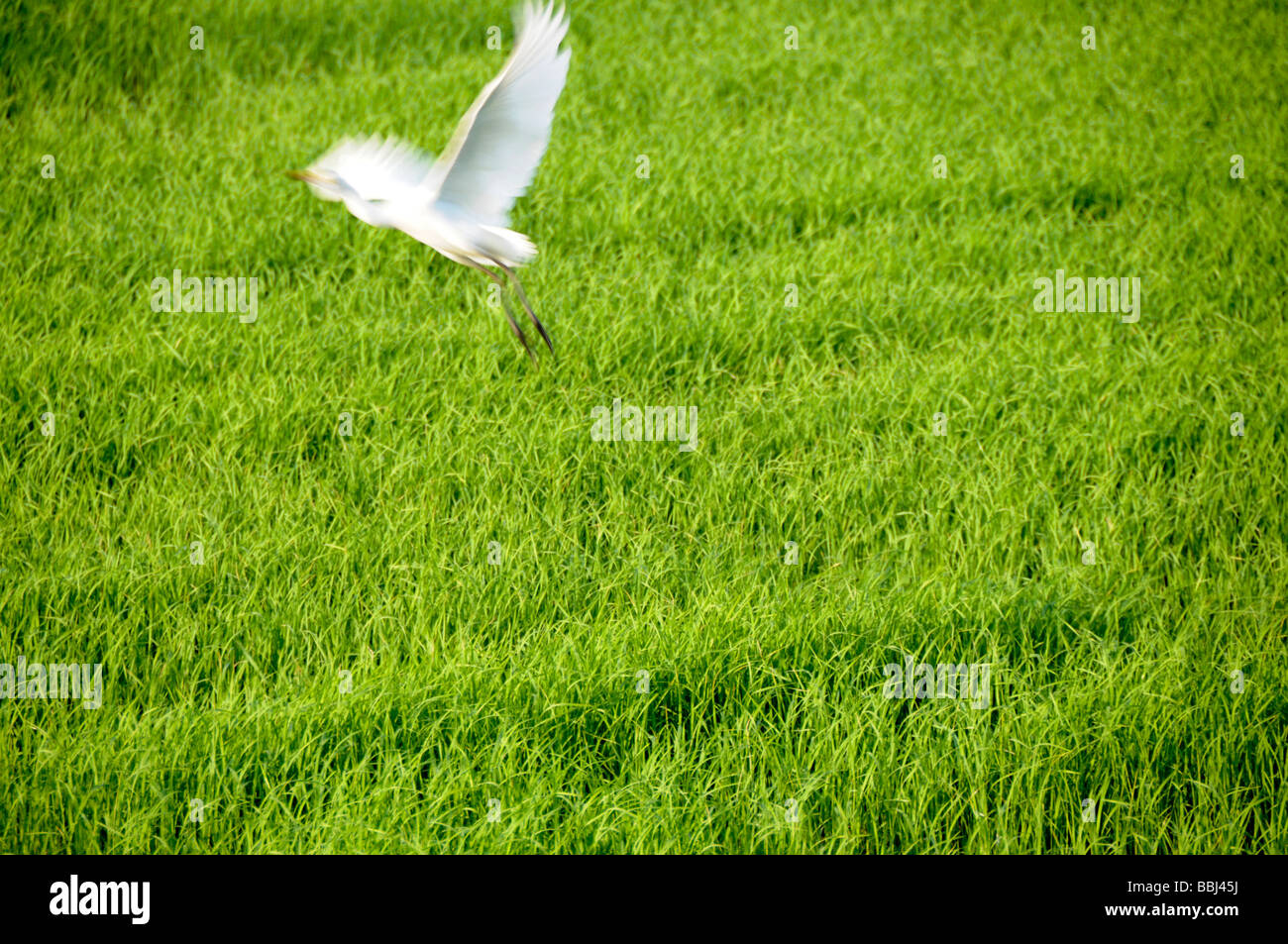 Stork bird taking off from paddy field Stock Photo - Alamy
