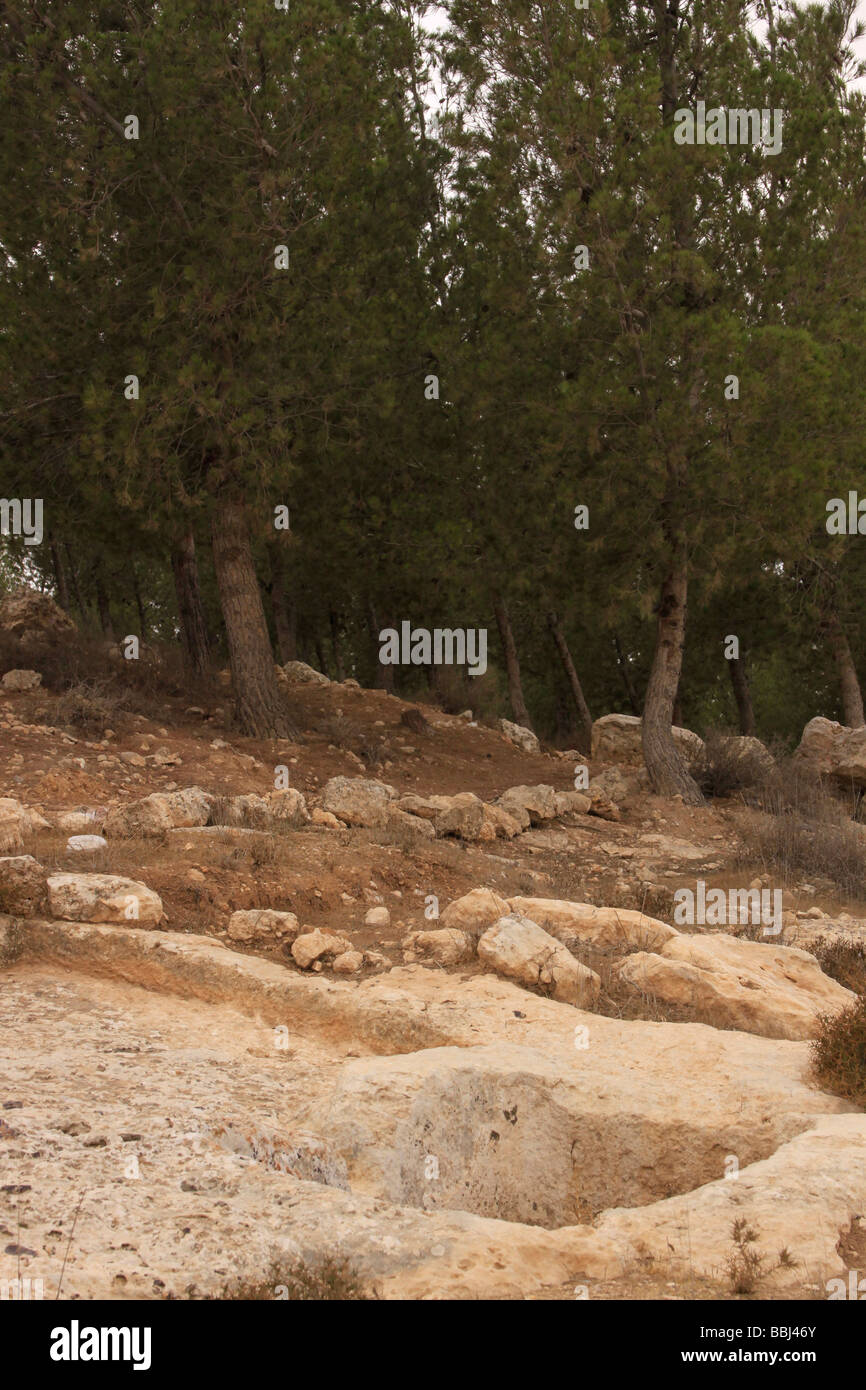 Yatir forest hi-res stock photography and images - Alamy