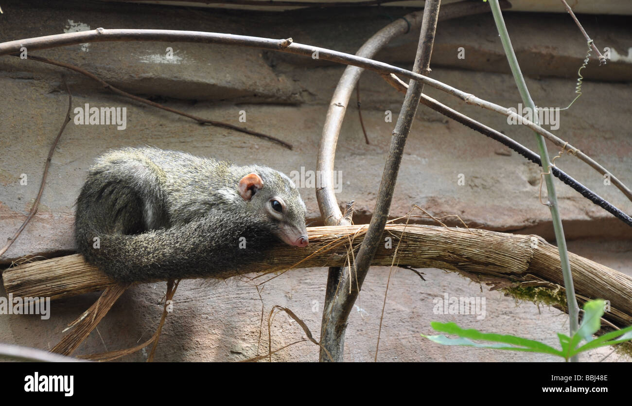 Tree Shrews Habitats