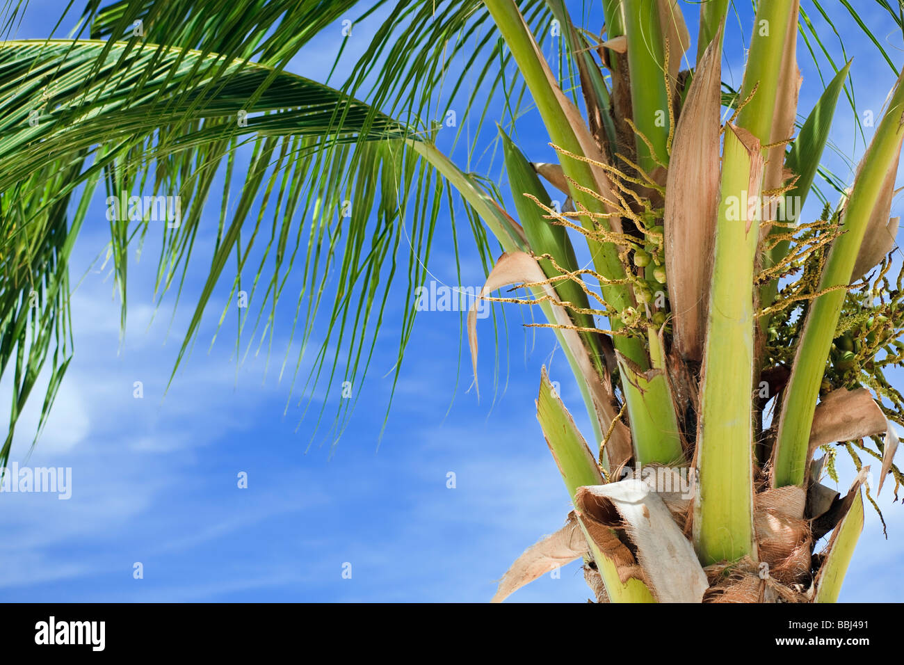 Palm tree close up shot Horizontal shot Thailand Stock Photo - Alamy