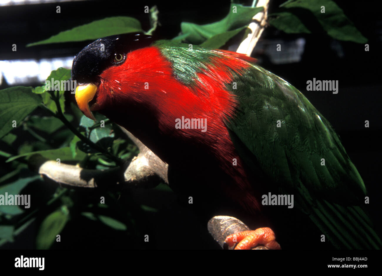 kula bird kula eco park sigatoka fiji Stock Photo - Alamy
