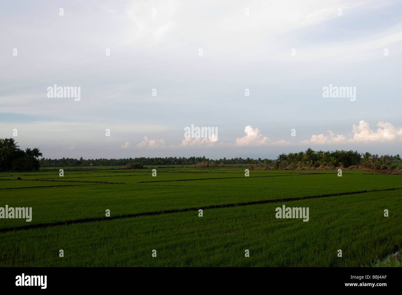 Rice paddy field, kerala, India Stock Photo - Alamy