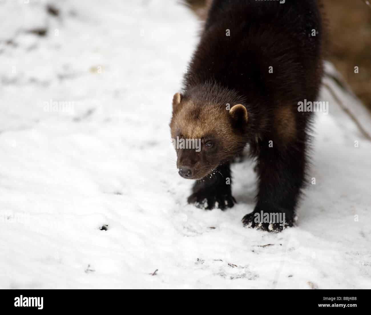 Wolverine hi-res stock photography and images - Alamy