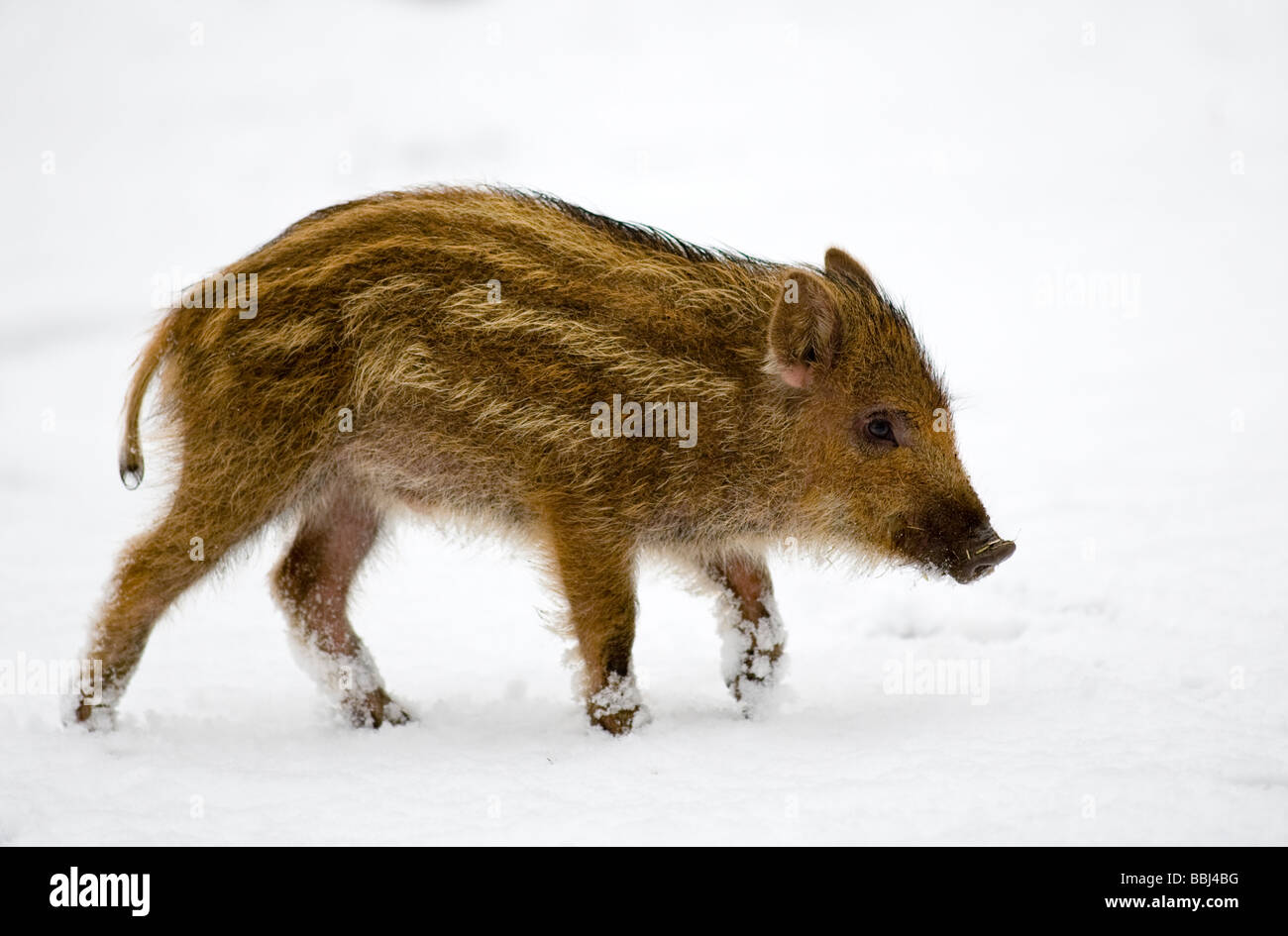 Sus scrofa domestic hi-res stock photography and images - Alamy