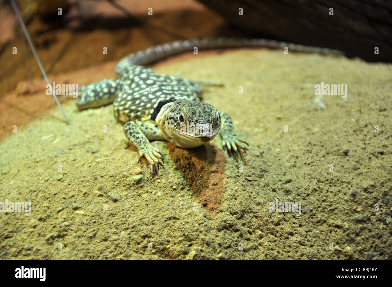 Western Collared Lizard Crotaphytus collaris Stock Photo - Alamy