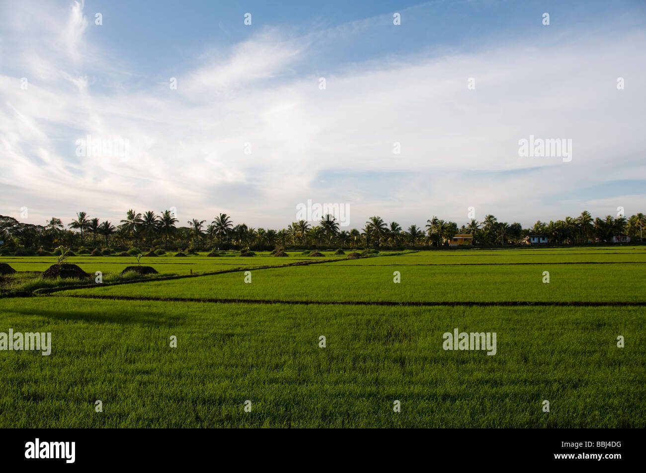 Rice paddy field, kerala, india Stock Photo - Alamy