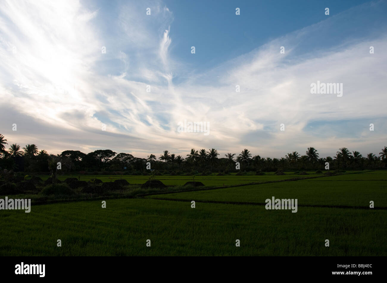 Rice paddy field, kerala, india Stock Photo - Alamy