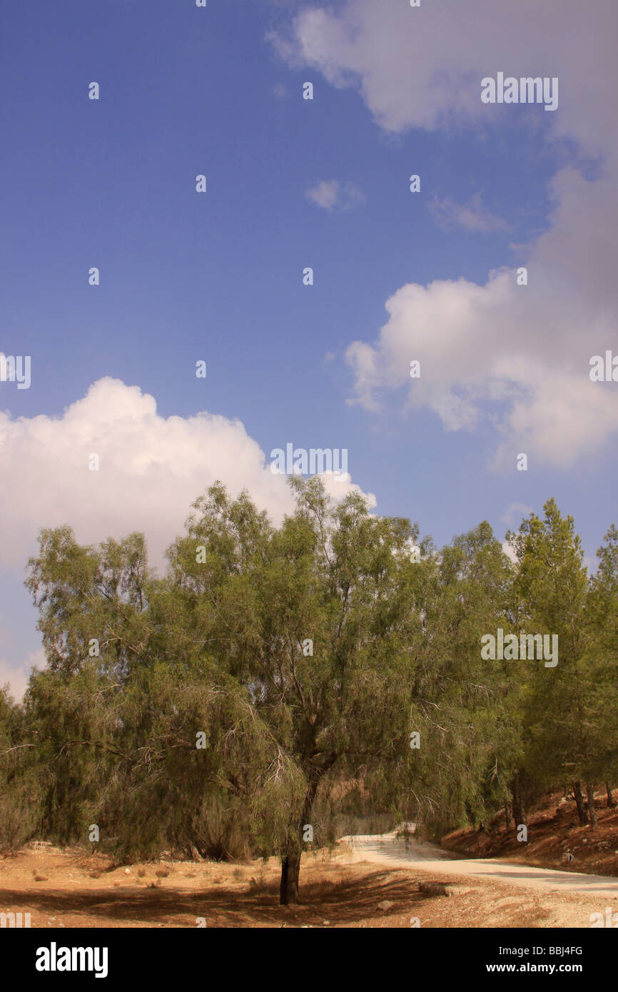 Israel Southern Hebron Mountain Yatir Forest Scenic Route Stock Photo ...