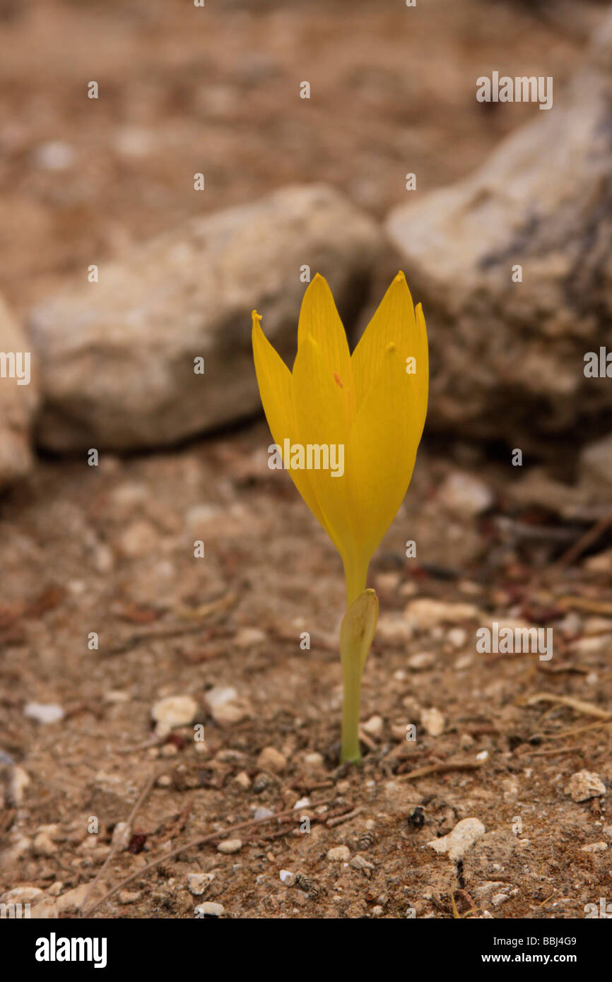 Yatir forest hi-res stock photography and images - Alamy