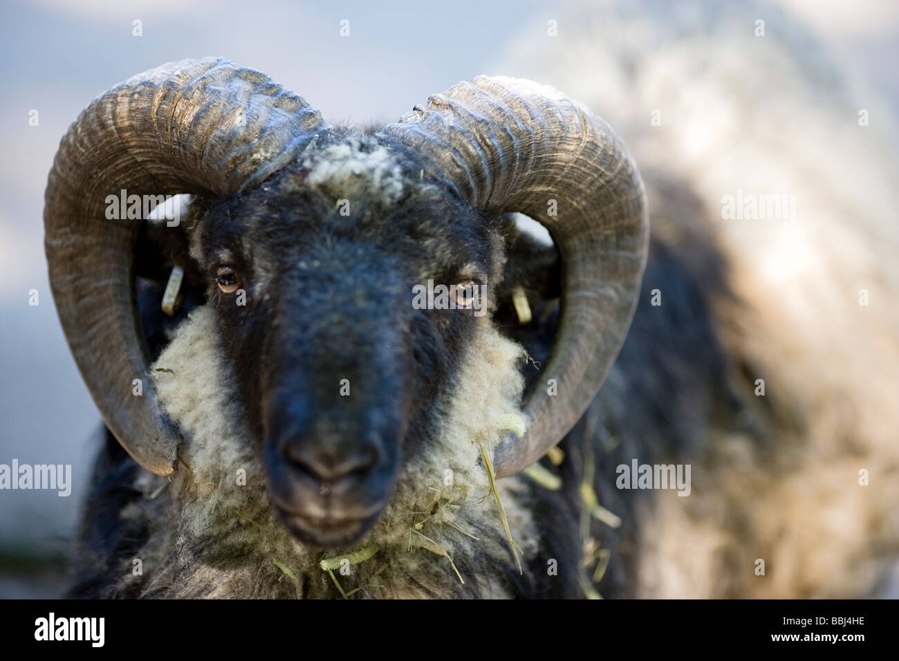 The linnaeus museum hi-res stock photography and images - Alamy