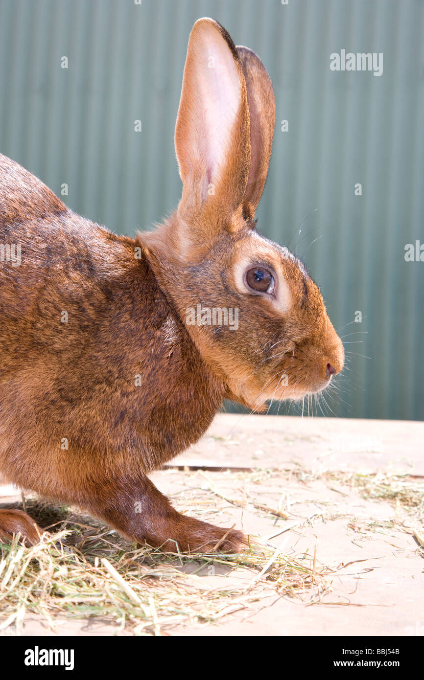 Belgium hare hi-res stock photography and images - Alamy